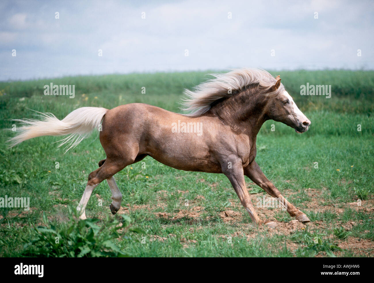 Arabe barb horse Banque de photographies et d’images à haute résolution ...