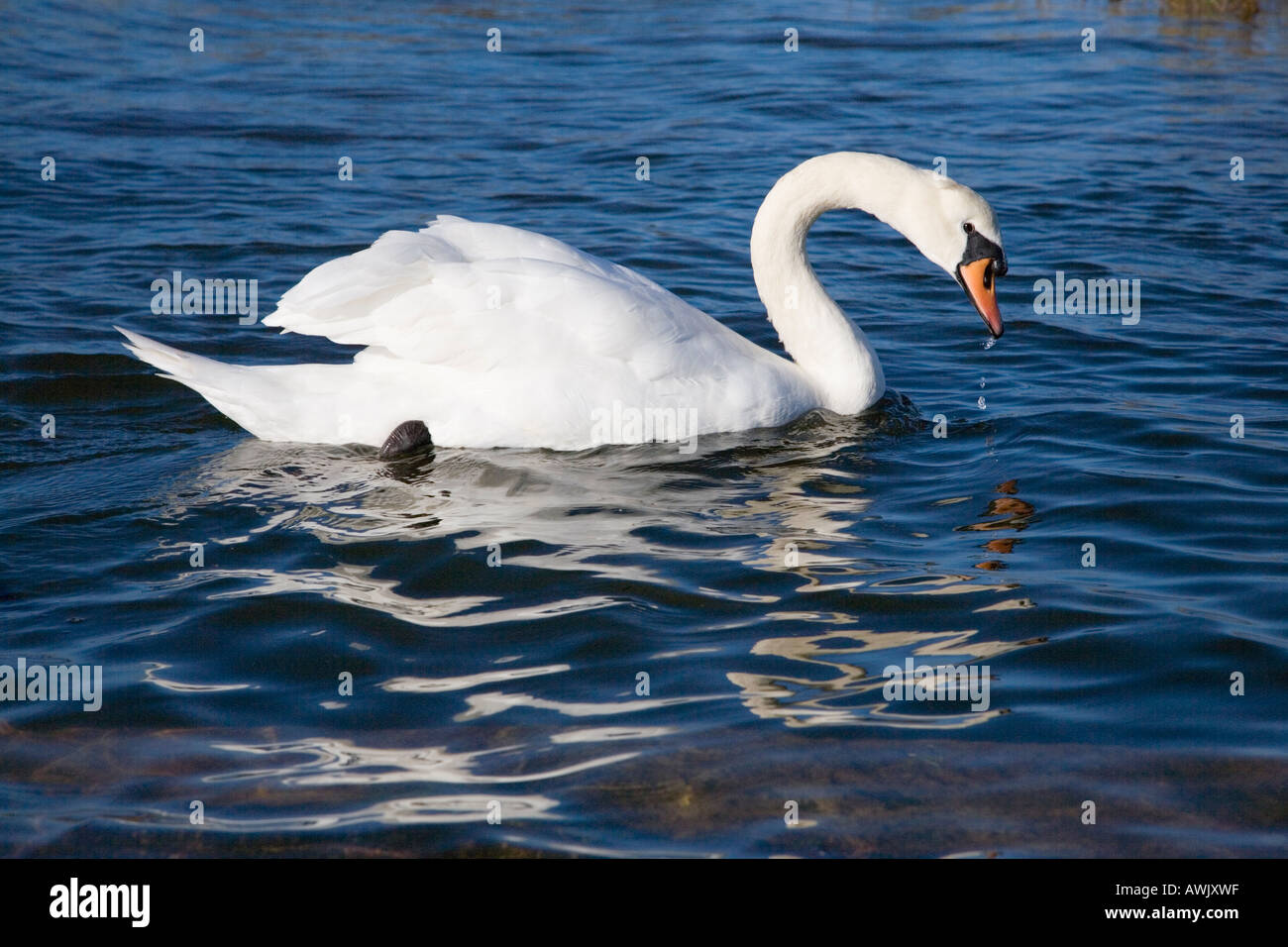Cygne muet cygnus olor flotte dans l'eau Banque de photographies et d’images à haute résolution ...