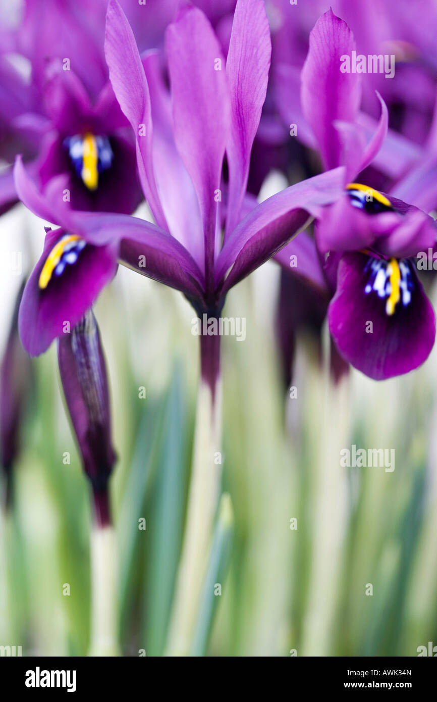 Iris nain george Banque de photographies et d’images à haute résolution ...