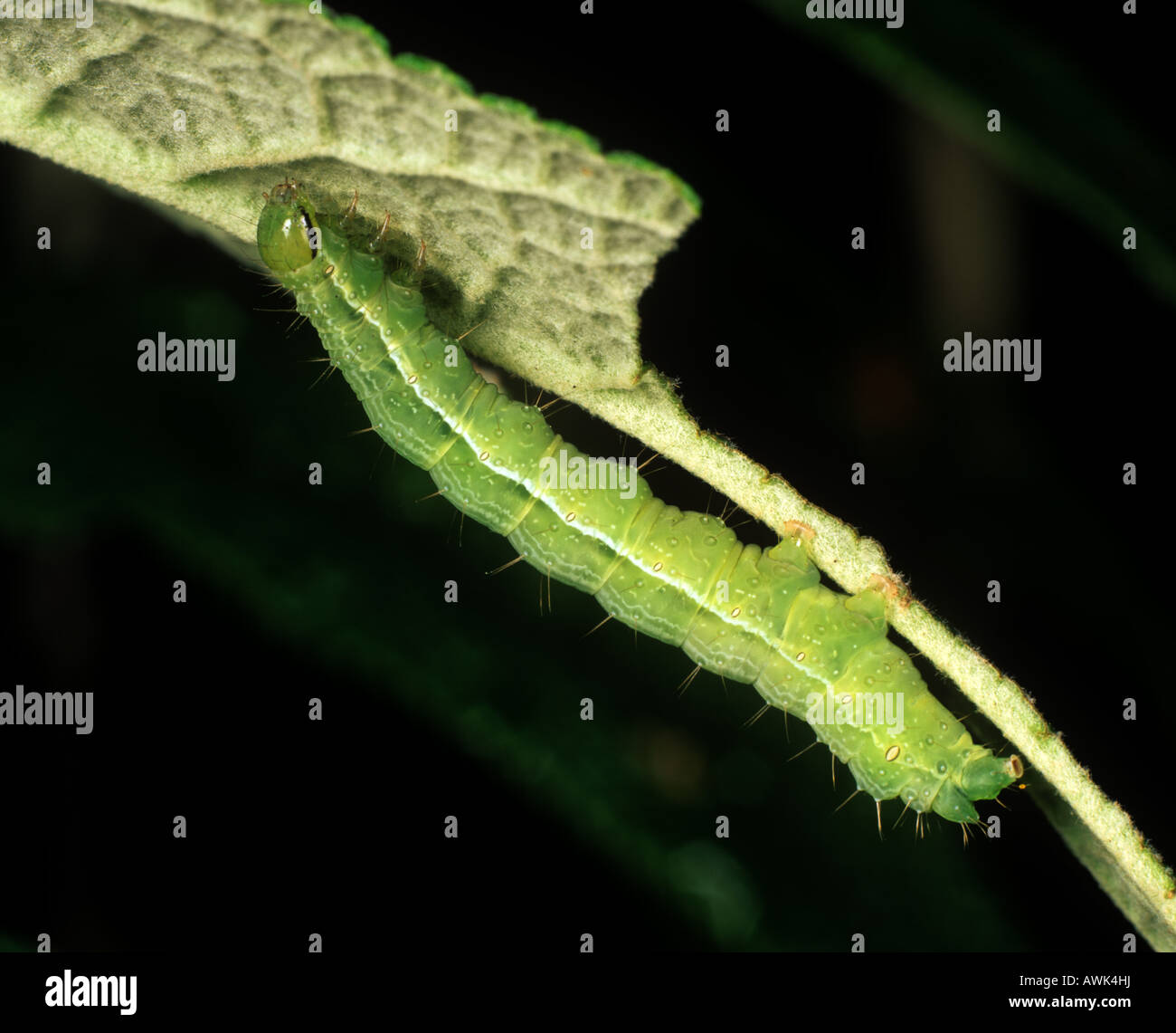 Silver moth plusia gamma caterpillar Banque de photographies et d ...