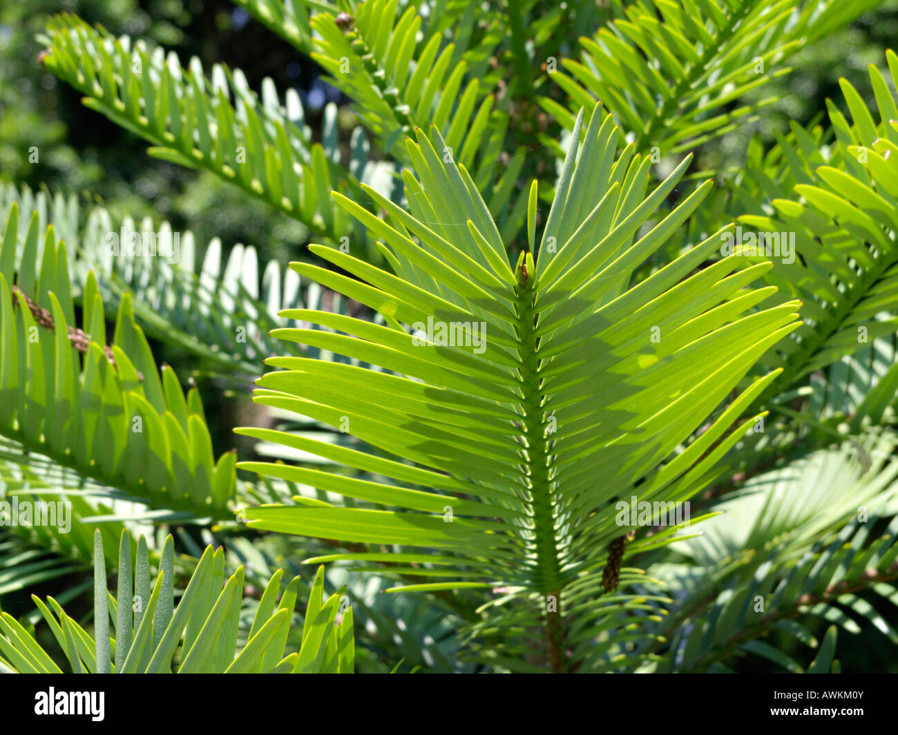 Pin wollemia Banque de photographies et d’images à haute résolution - Alamy