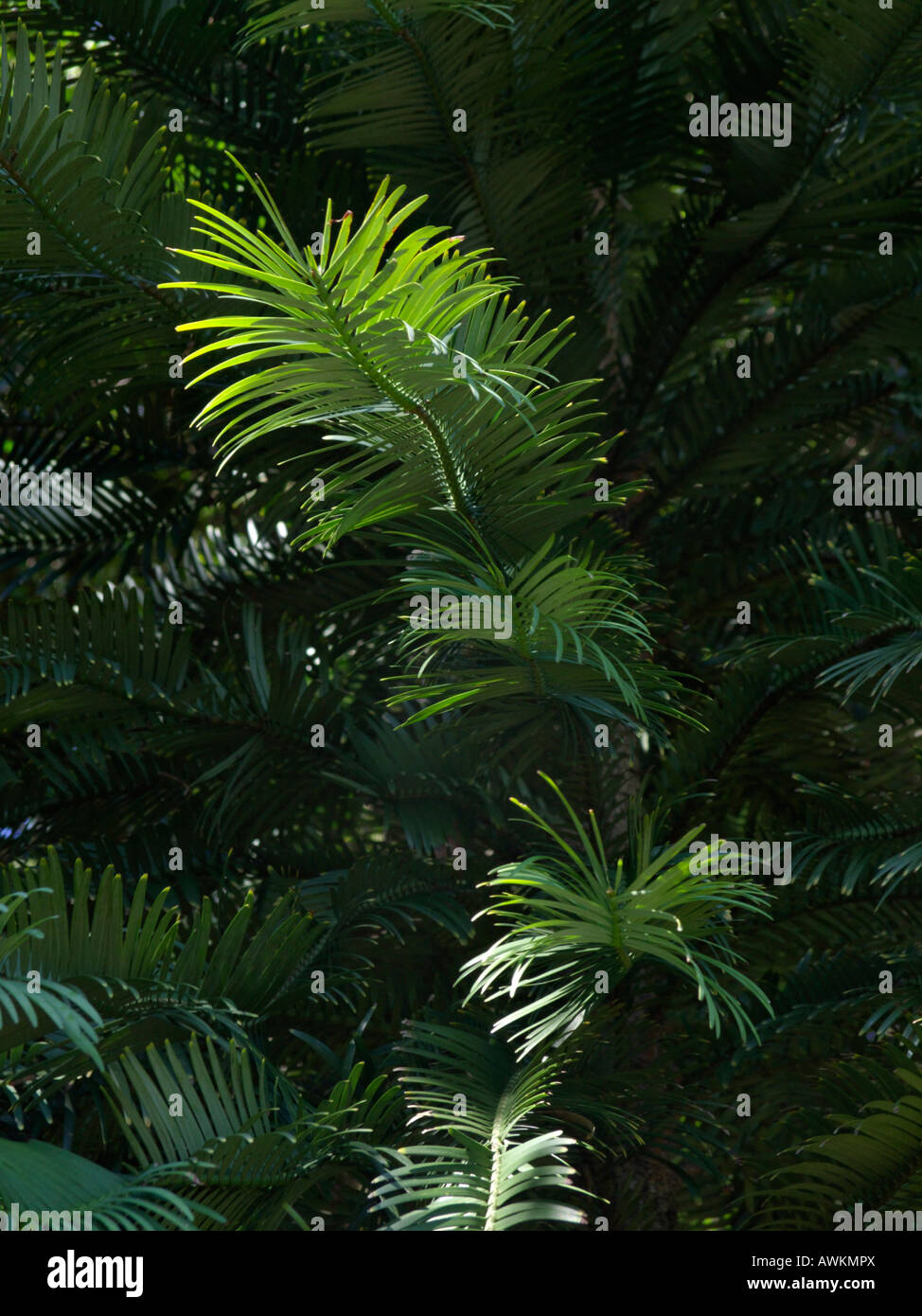 Wollemia pin Banque de photographies et d’images à haute résolution - Alamy