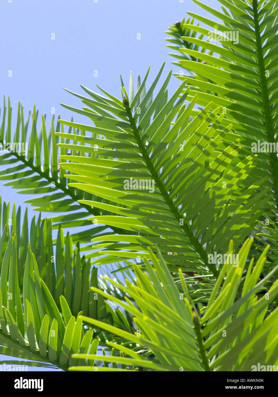 Arbre de wollemia Banque de photographies et d’images à haute ...