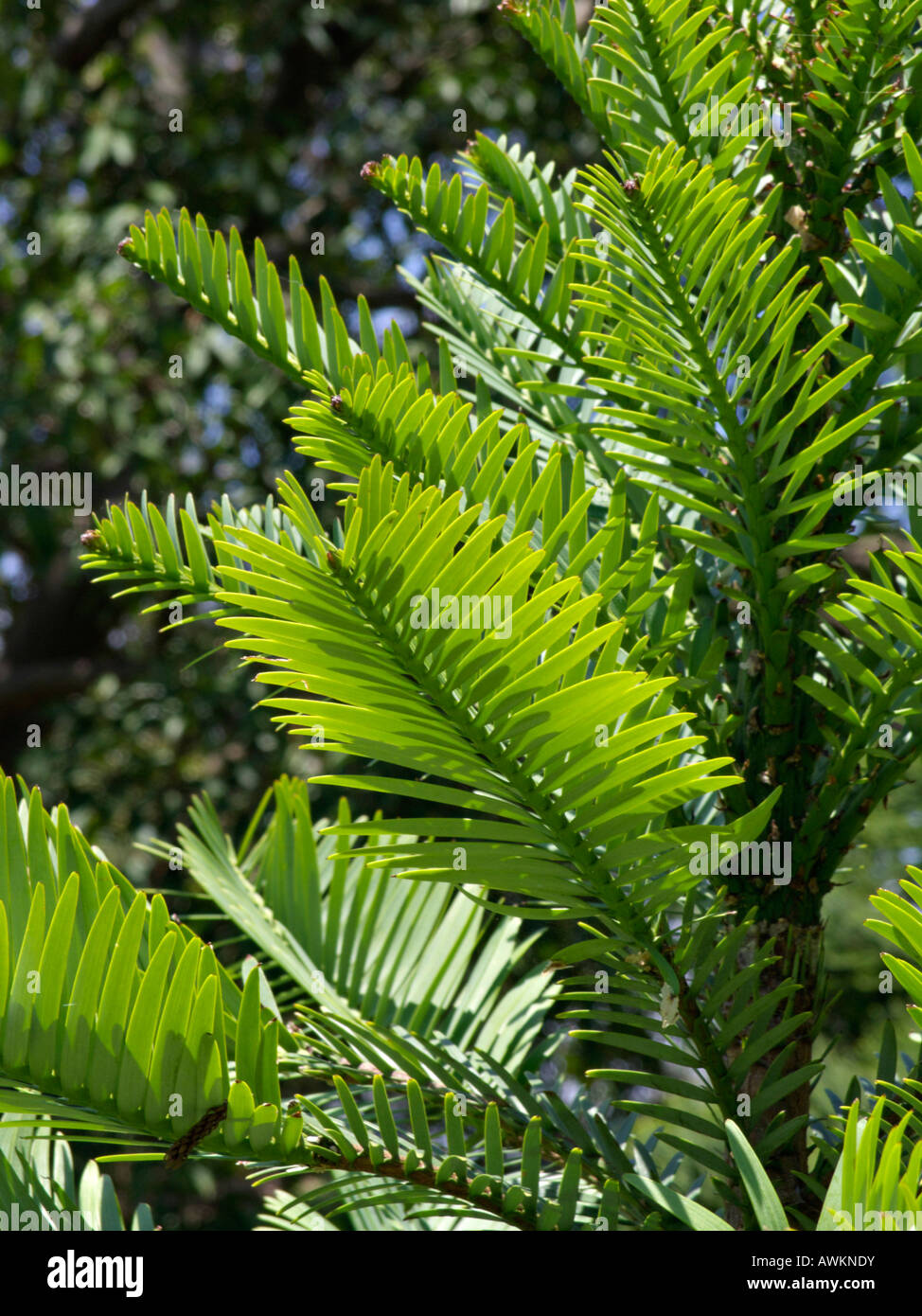 Wollemi pine wollemia nobilis Banque de photographies et d’images à ...
