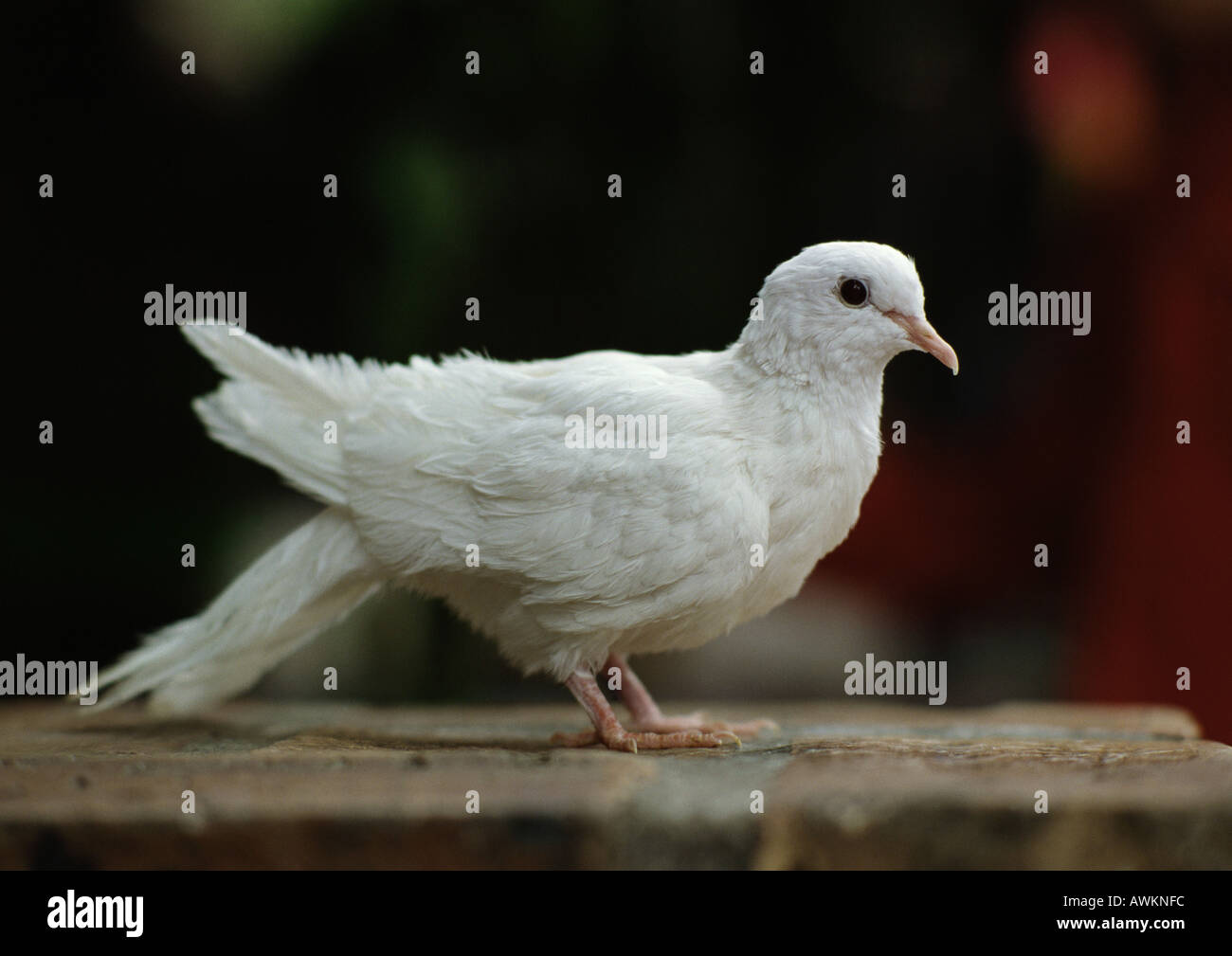 Colombe Blanche Symbolique Banque d'image et photos - Alamy