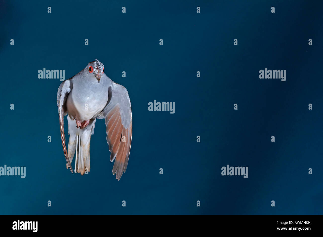 Colombe De Diamant Banque d'image et photos - Alamy