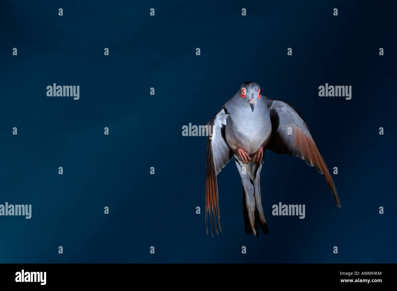 Colombe De Diamant Banque d'image et photos - Alamy