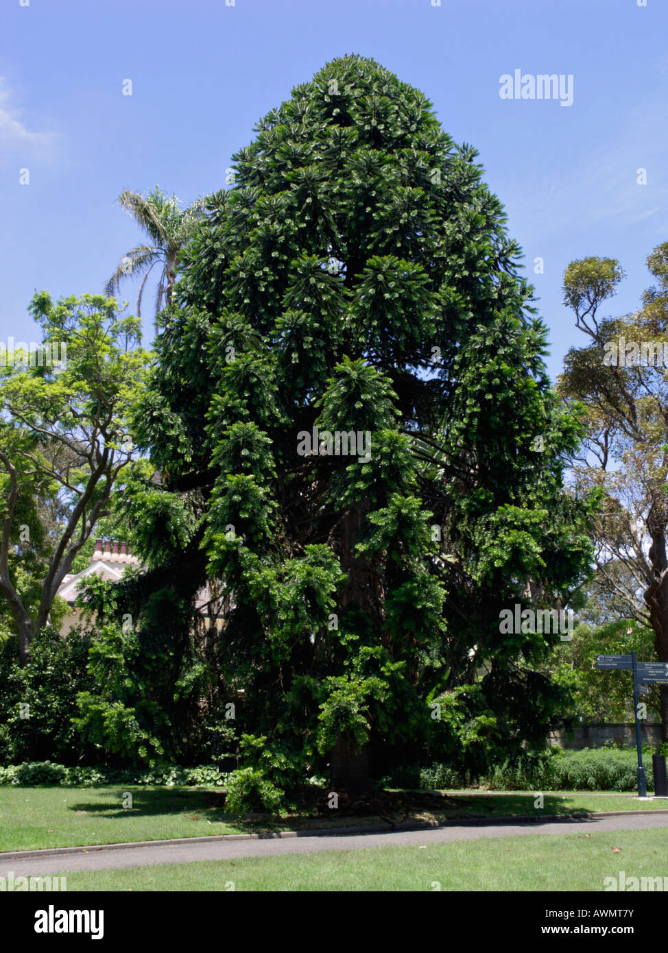 Araucaria bidwillii pin bunya Banque de photographies et d’images à ...