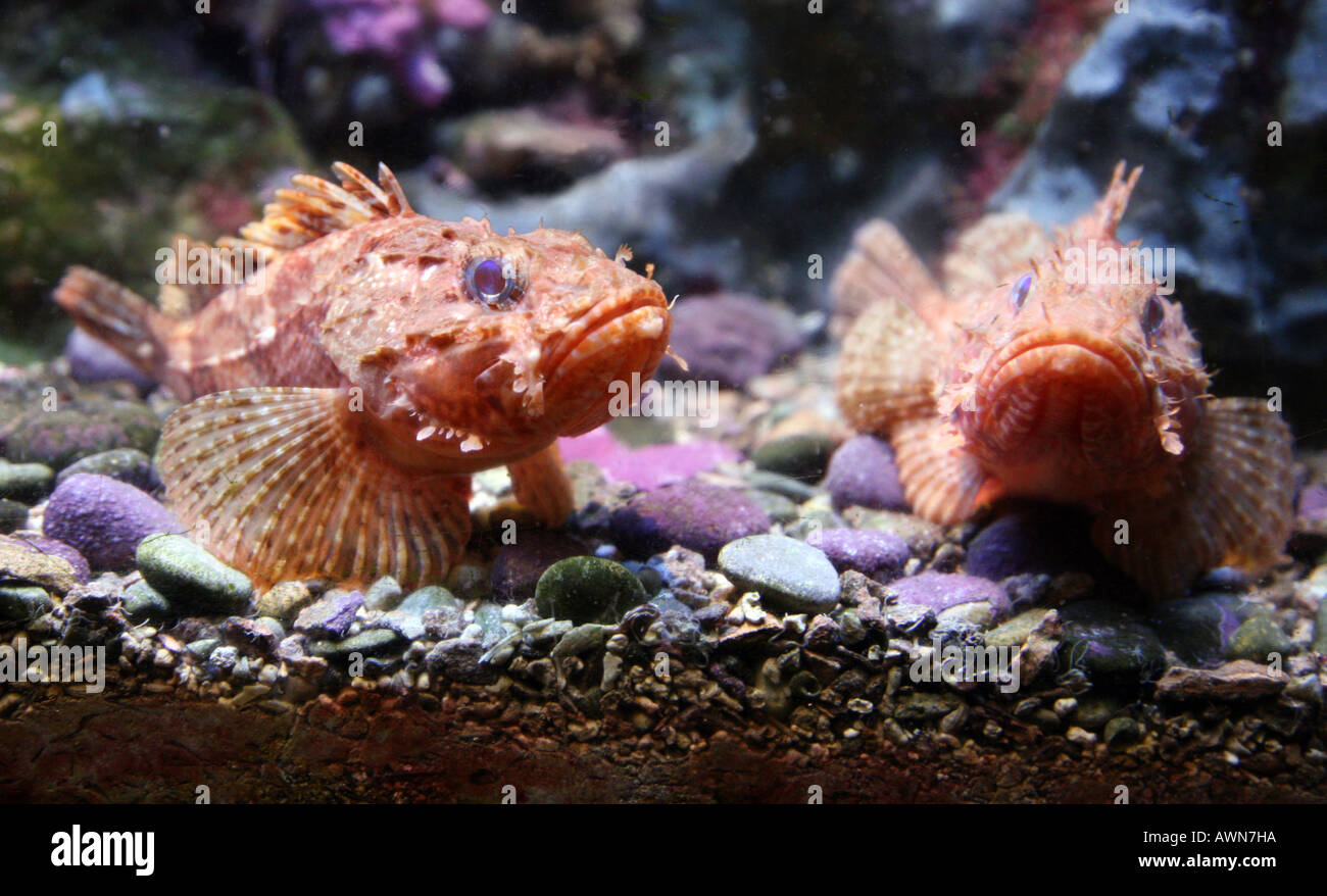 Deux poissons scorpions Banque de photographies et d’images à haute ...