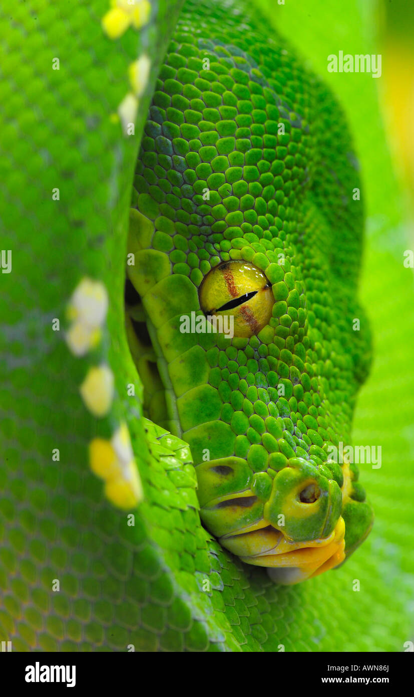 Chondropython viridis Banque de photographies et d’images à haute ...
