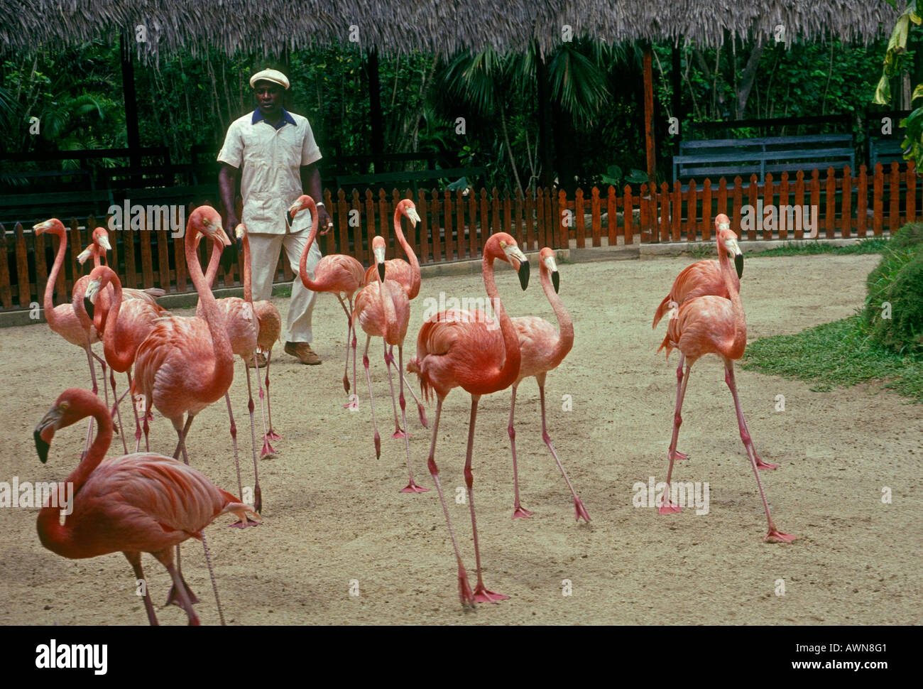 Flamants en marche Banque de photographies et d’images à haute ...
