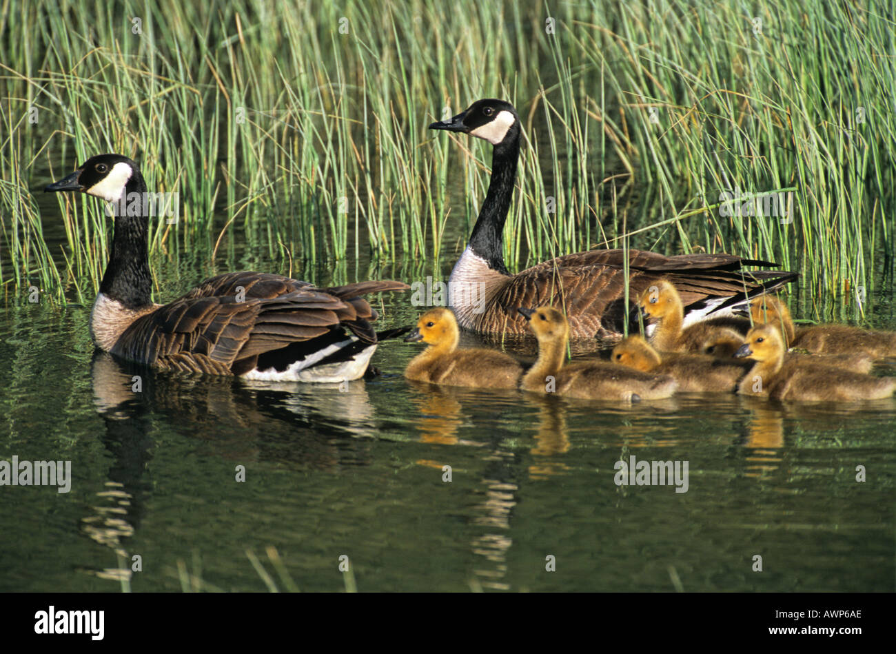 Bernaches du canada avec leur famille de 3 oisons Banque de photographies et d’images à haute ...