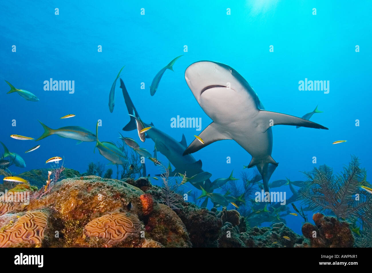 Les requins de récif des Caraïbes, Carcharhinus perezi, plus de ...