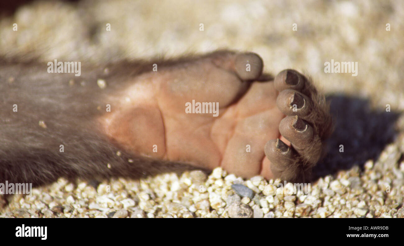 Doigts de macaque Banque de photographies et d’images à haute ...