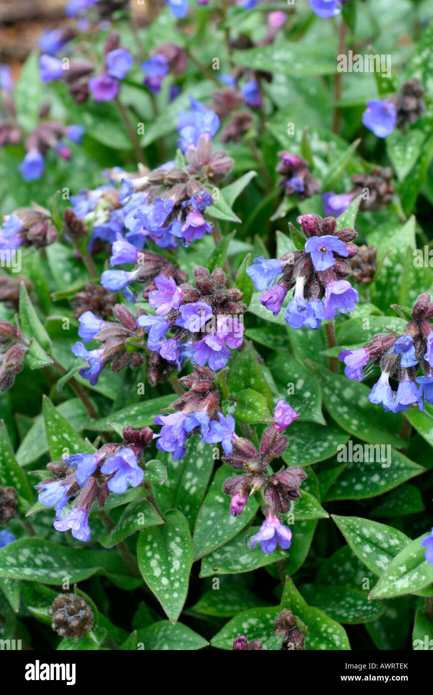 Pulmonaria bleu Banque de photographies et d’images à haute résolution ...