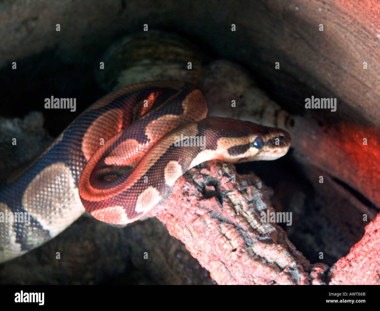 Pythons royaux ou pythons royaux Banque de photographies et d’images à ...
