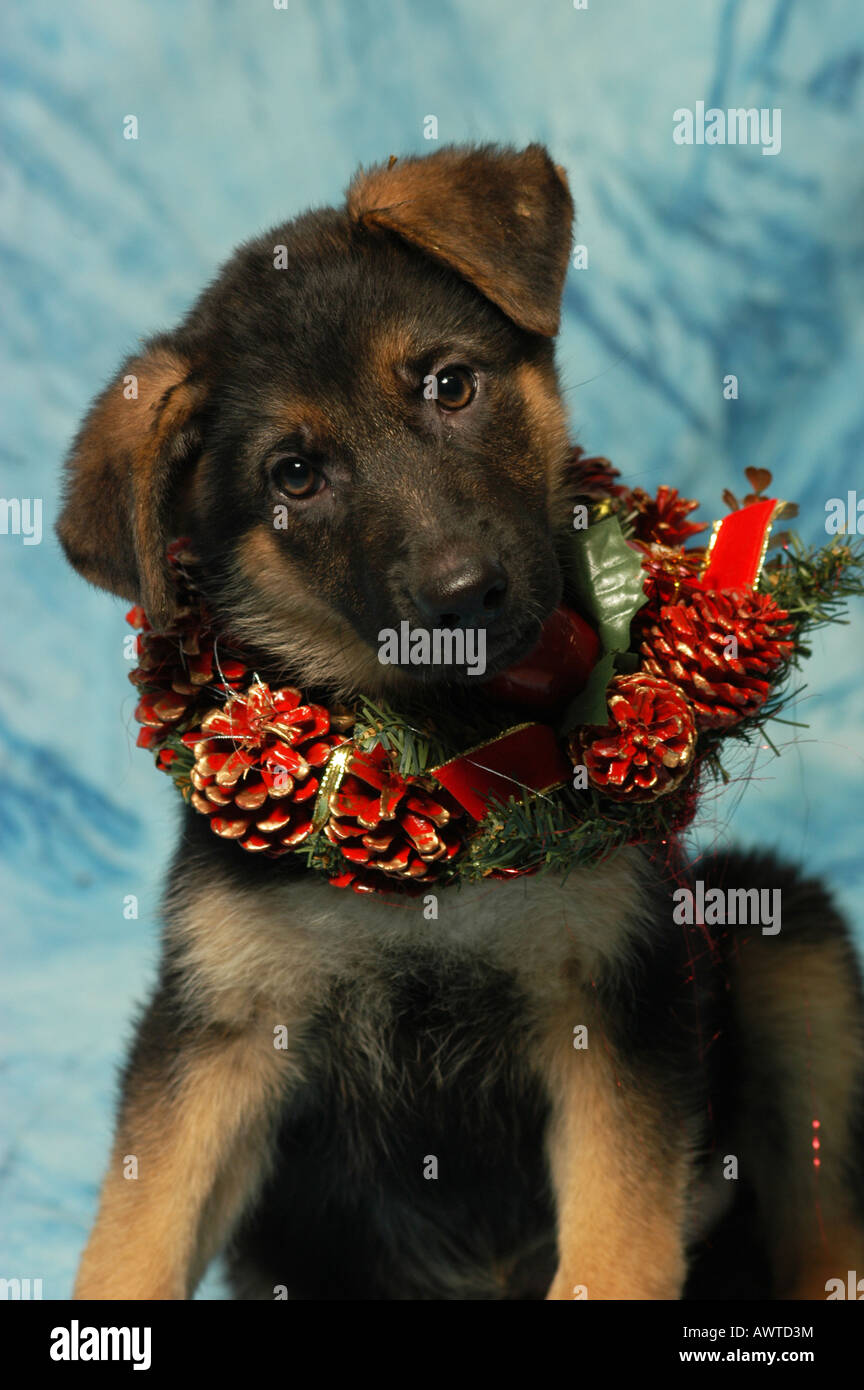 Cani pastori Banque de photographies et d’images à haute résolution - Alamy