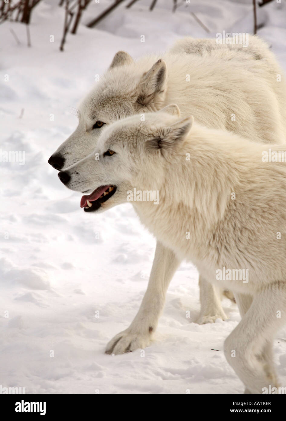 Loups arctiques Banque de photographies et d’images à haute résolution ...