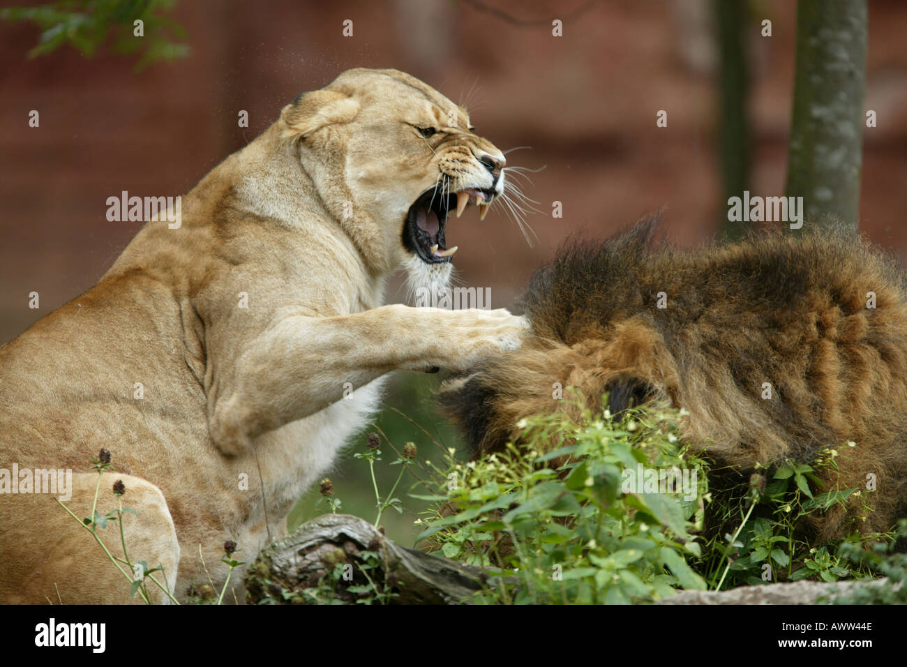 Lionne Lion attaque Photo Stock - Alamy