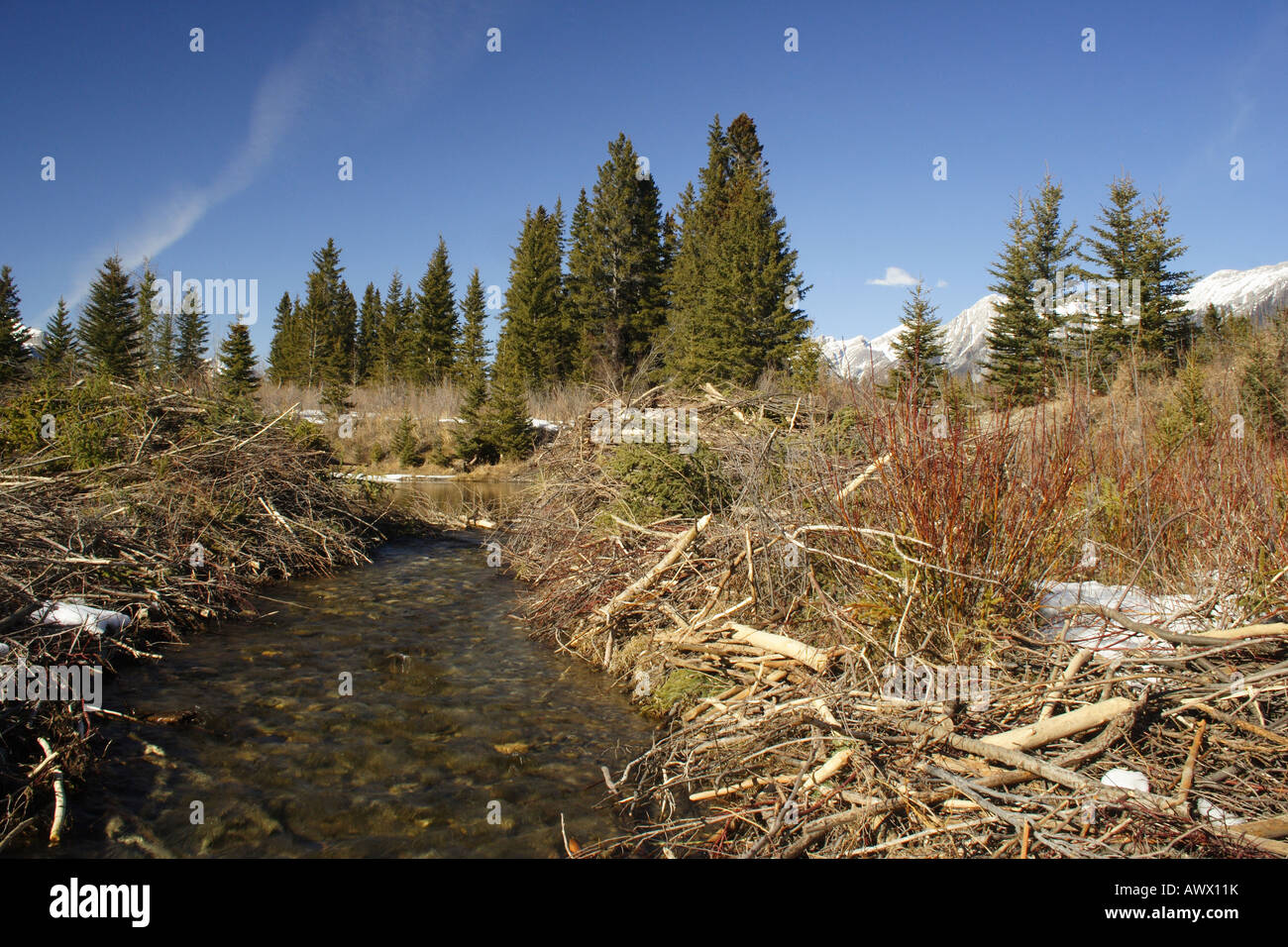 Ruisseau barrage de castor Banque de photographies et d’images à haute ...