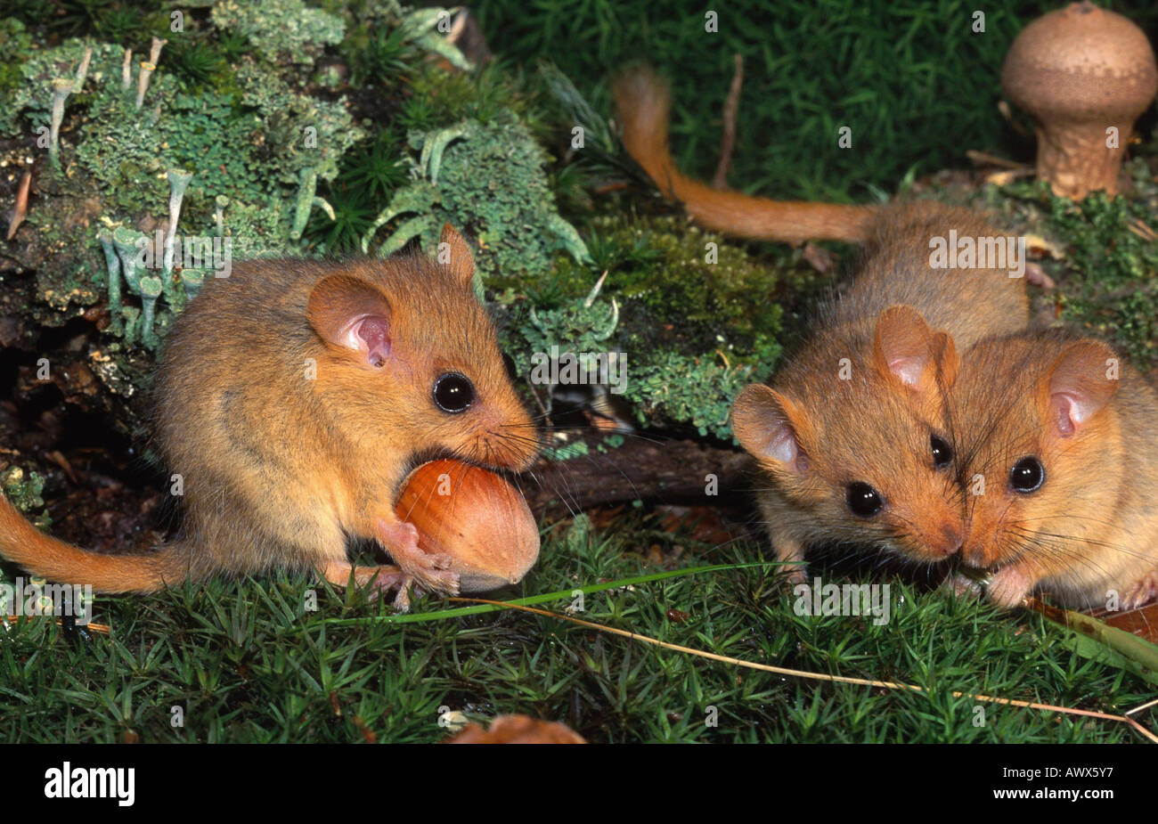 Loirs forestiers Banque de photographies et d’images à haute résolution ...
