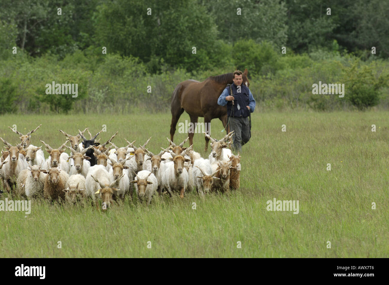 Walachian ovis ammon f aries Banque de photographies et d’images à haute résolution - Alamy