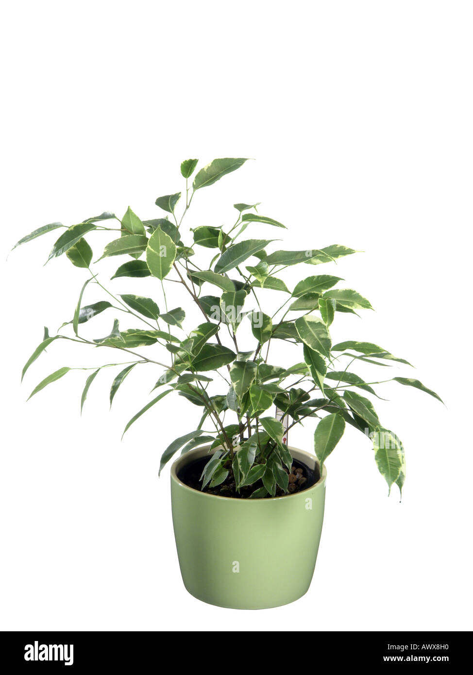 Des pleurs Fig, Tropical Laurel (Ficus benjamina, Ficus benjamini ...