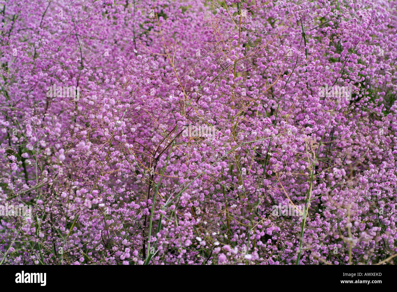 Thalictrum delavayi Banque de photographies et d’images à haute ...