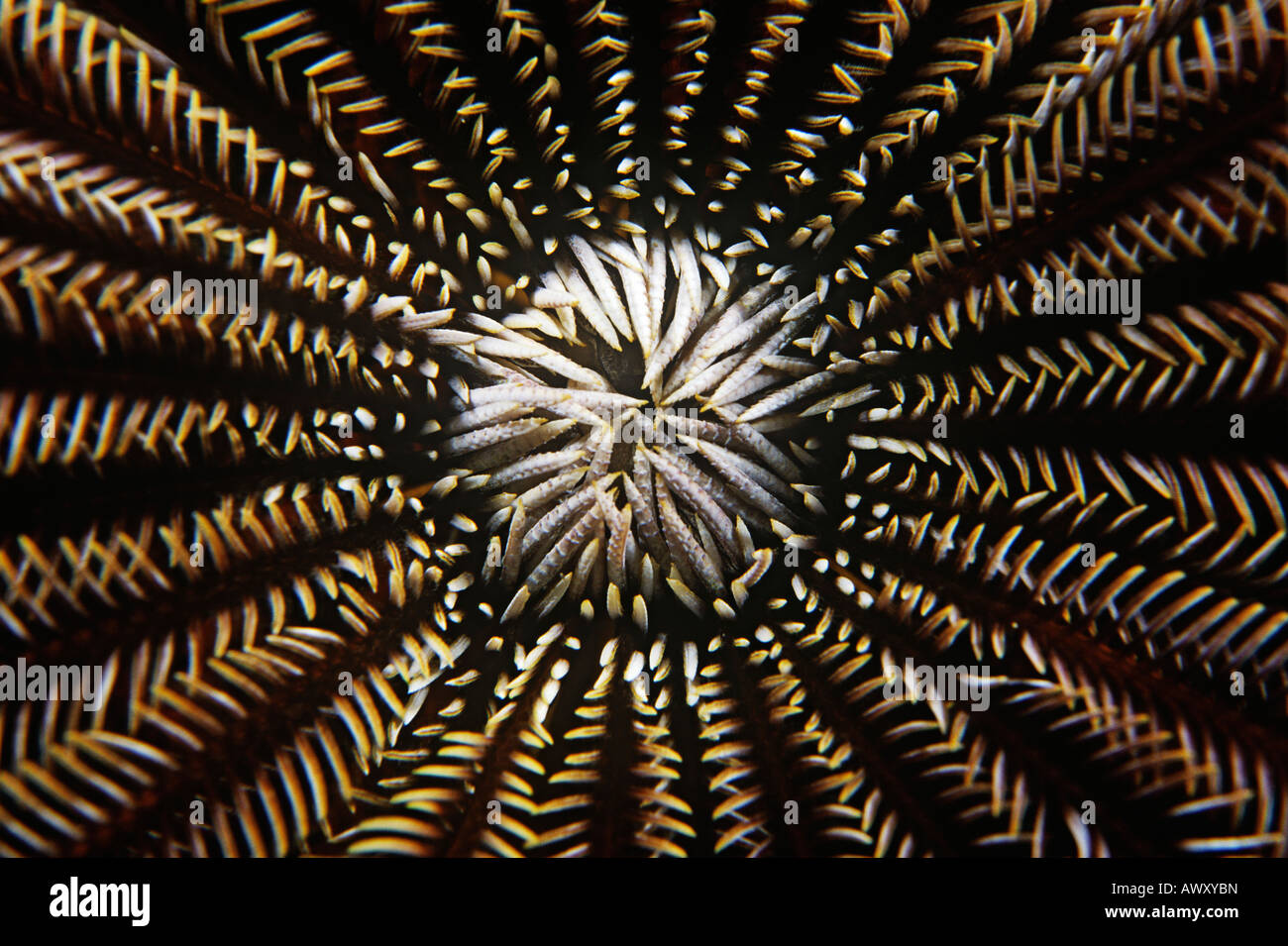 Himerometra bartschi Banque de photographies et d’images à haute ...