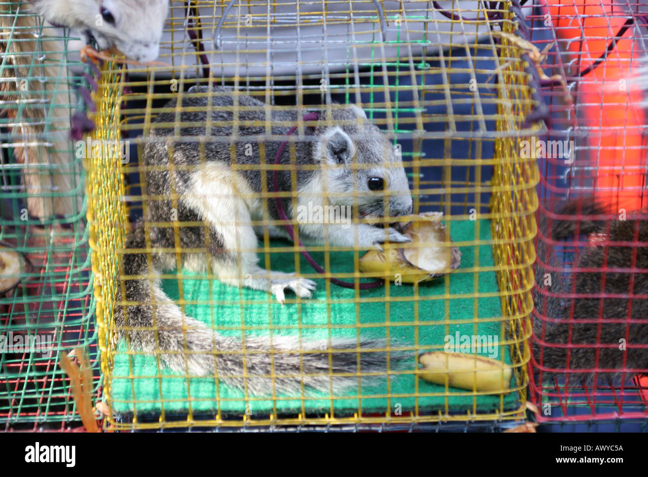 Animals chatuchak market bangkok Banque de photographies et d’images à ...
