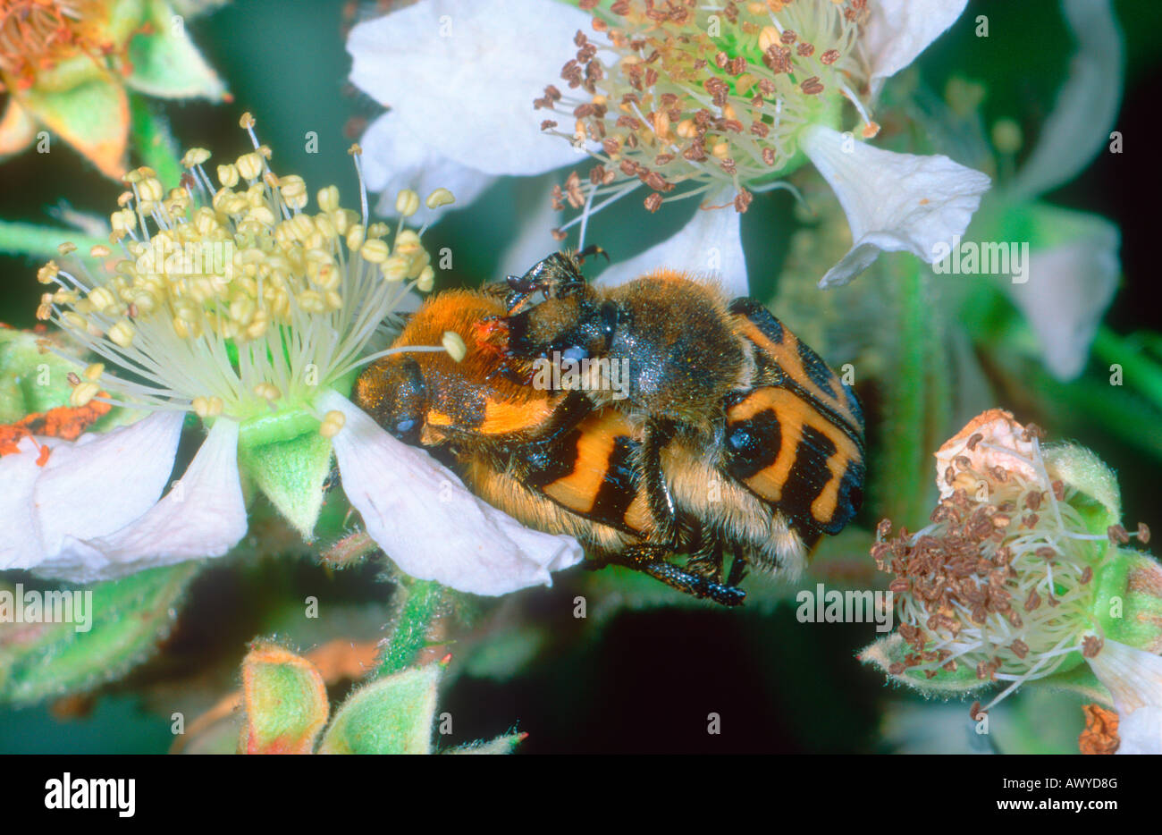 Les coccinelles, abeilles Trichius fasciatus. L'accouplement et la ...