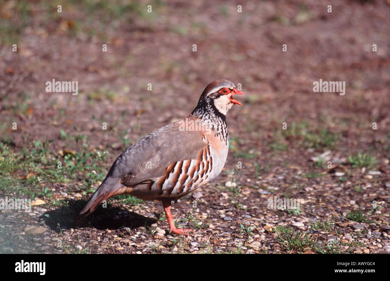 Perdrix oiseau oiseau oiseau norfolk Banque de photographies et d ...