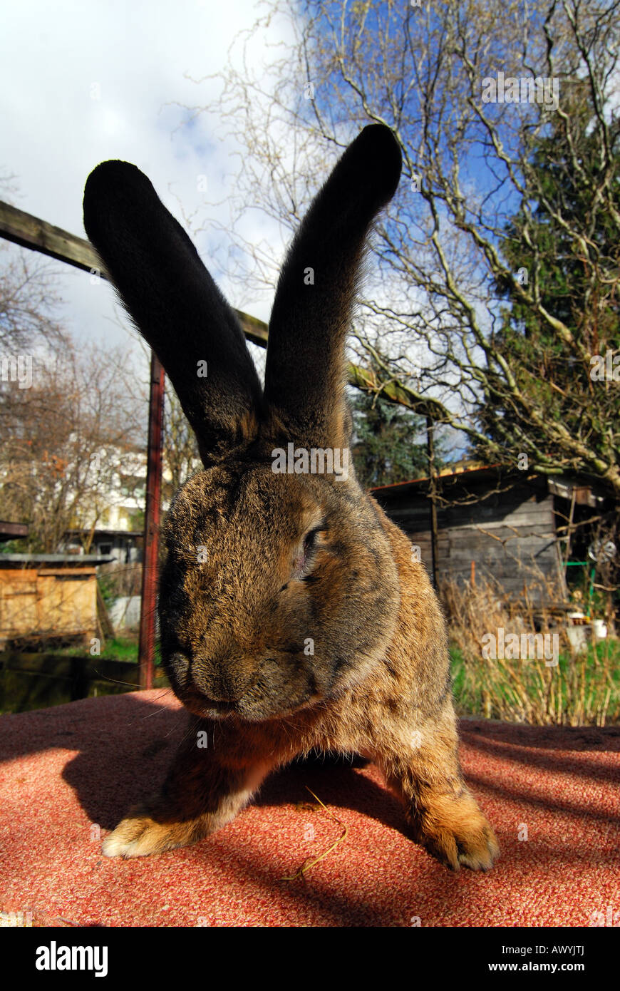 élevage de lapin gros lapin éleveur Banque de photographies et d’images ...