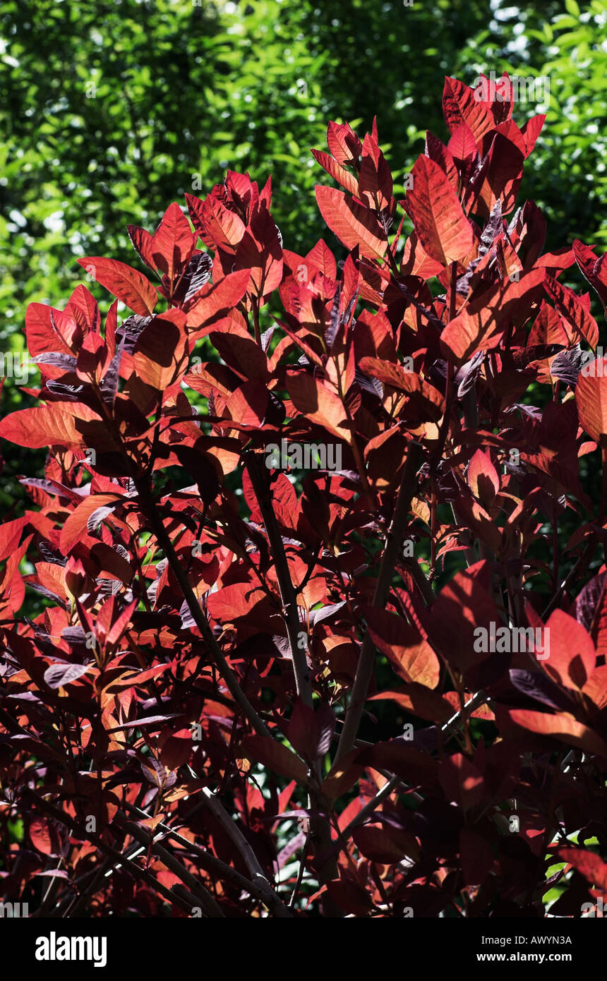 Cotinus grace Banque de photographies et d’images à haute résolution ...
