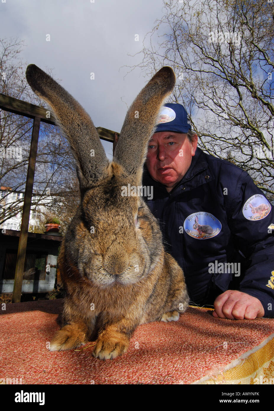 Le lapin éleveur allemand Karl Szmolinsky avec son lapin géant Robert ...