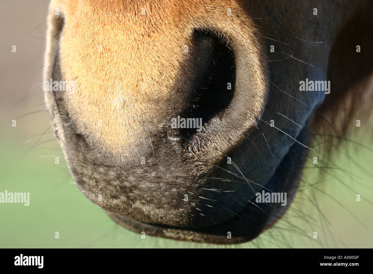 Cheval bouche Banque de photographies et d’images à haute résolution ...