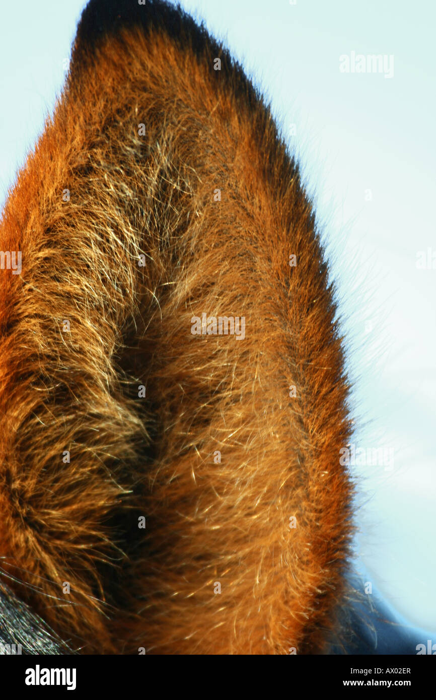 Oreille de cheval Banque de photographies et d’images à haute ...