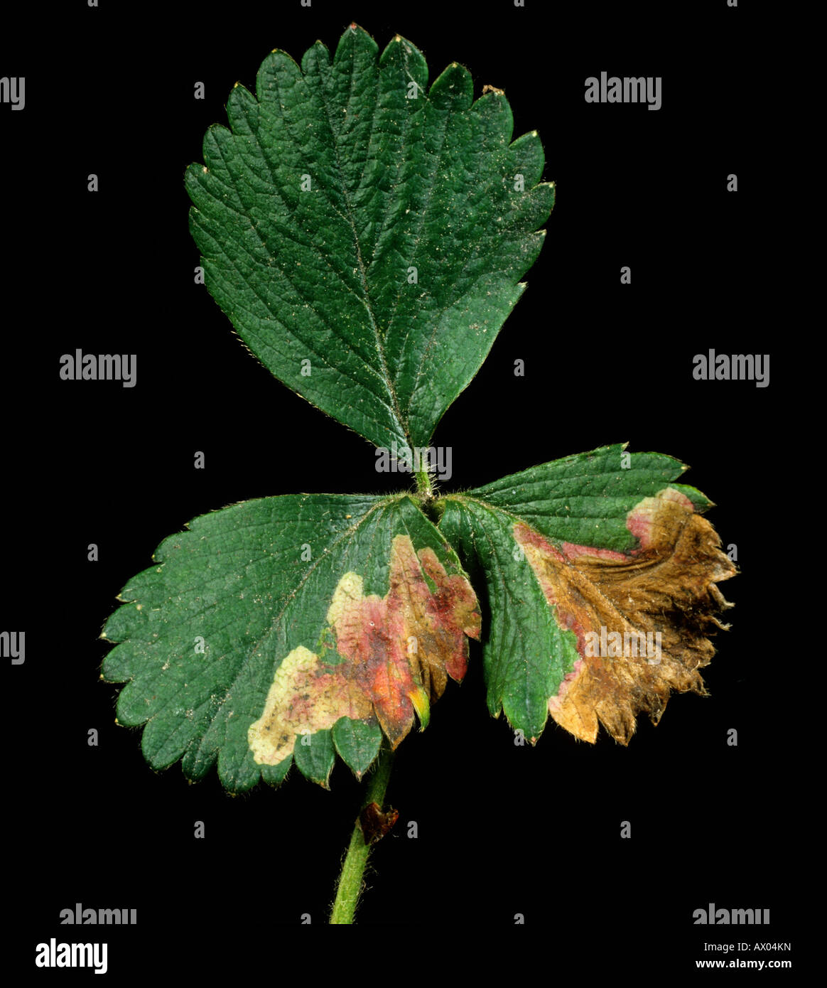 Agromyza potentillae Banque de photographies et d’images à haute ...