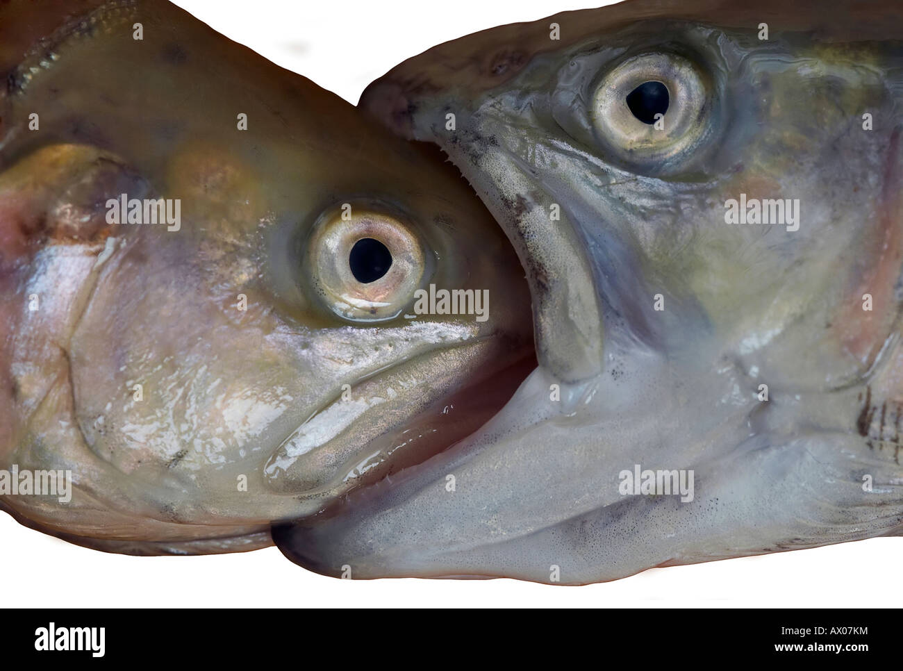 Gros poisson mangeant petit poisson Banque de photographies et d’images ...