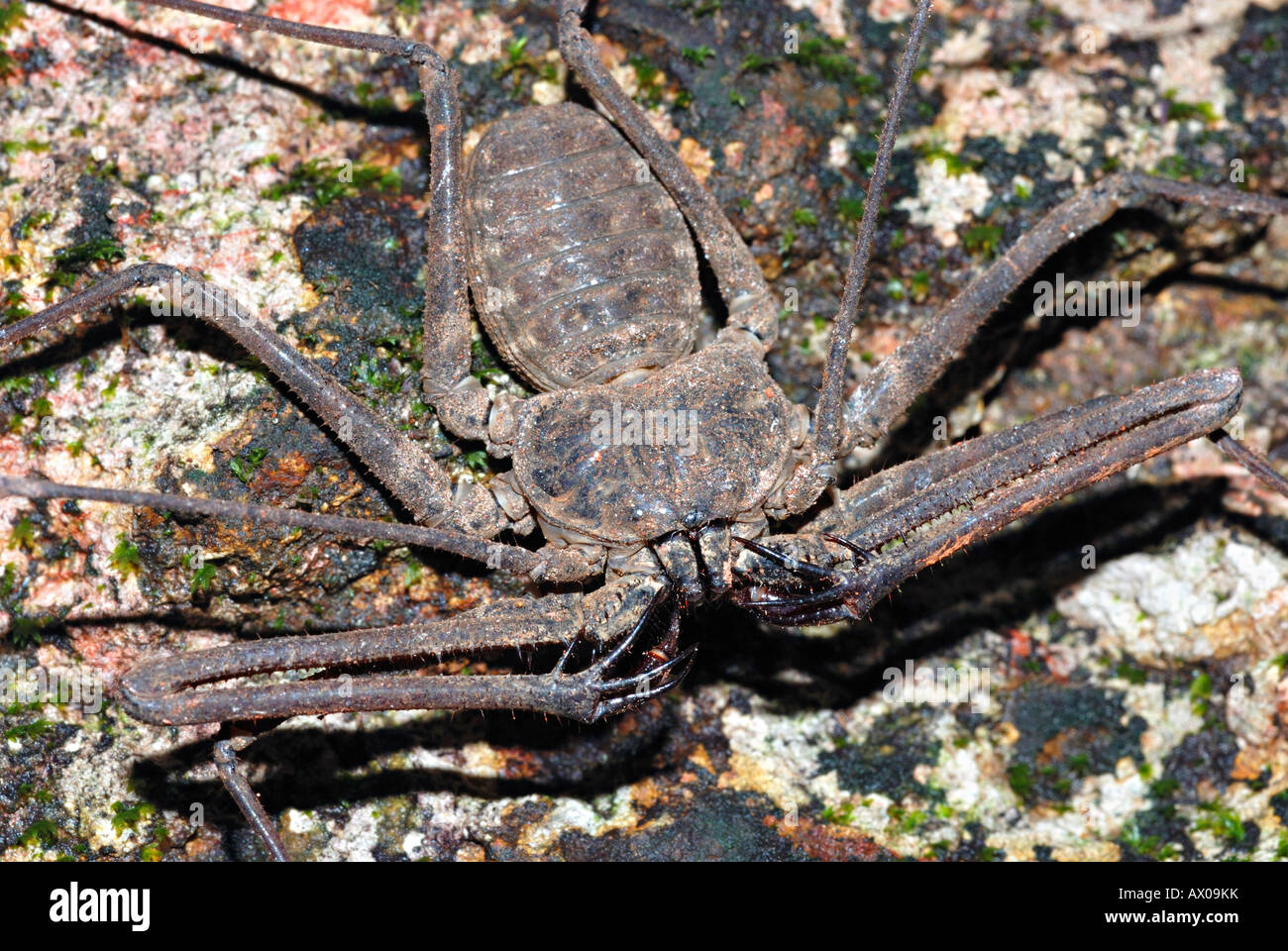 Arthropodes subphylum Banque de photographies et d’images à haute ...
