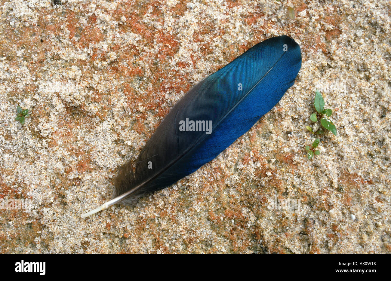 Pie bavarde (Pica pica), plume, Allemagne, Brandenburg, Potsdam Photo ...