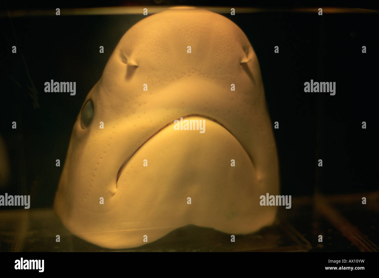 Tête de requin Banque de photographies et d’images à haute résolution ...