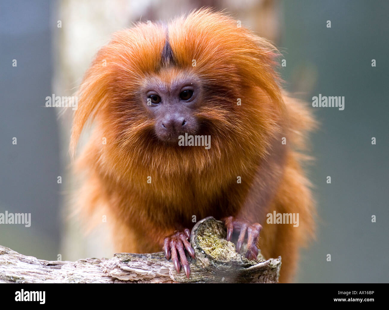 Singe tamarin lion dore Banque de photographies et d’images à haute ...