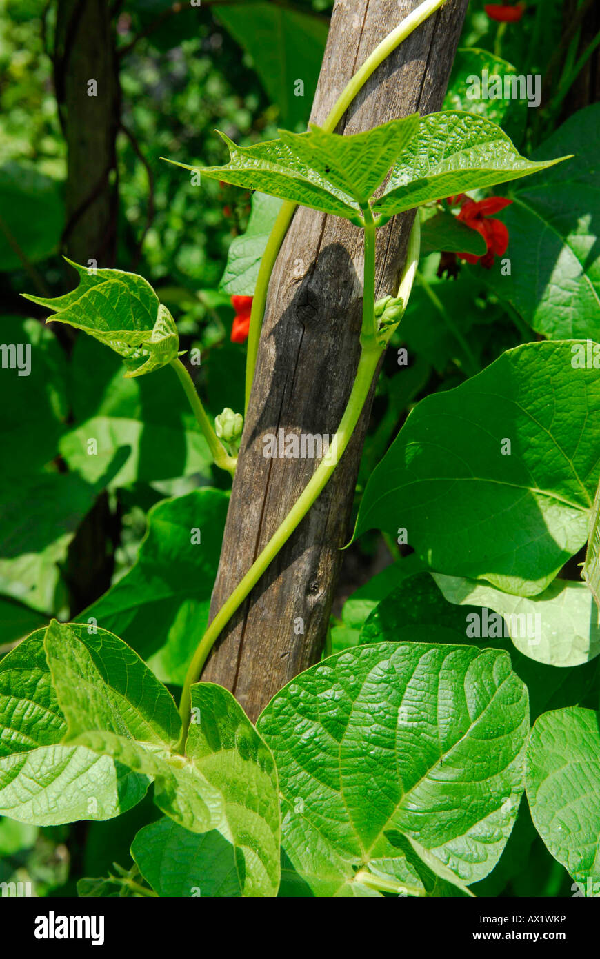 Pole bean vine Banque de photographies et d’images à haute résolution ...