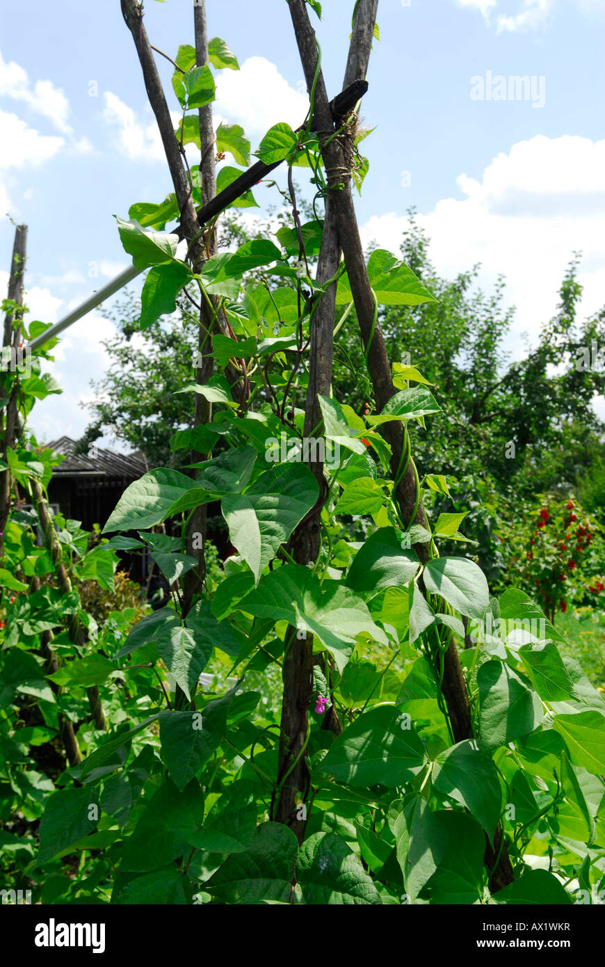 Pole bean vine Banque de photographies et d’images à haute résolution ...