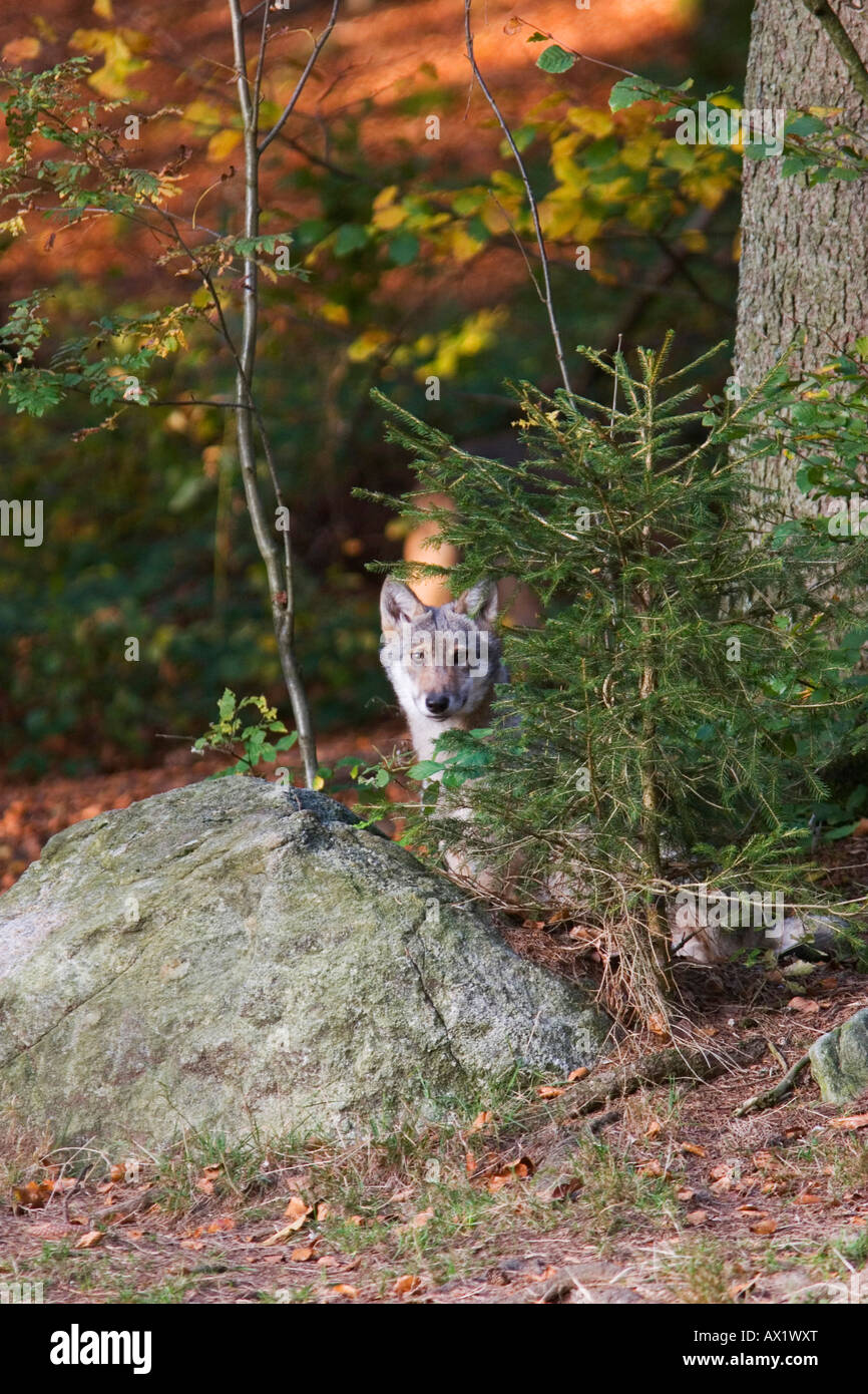 Jeune Loup gris (Canis lupus), enceinte extérieure, Parc National ...