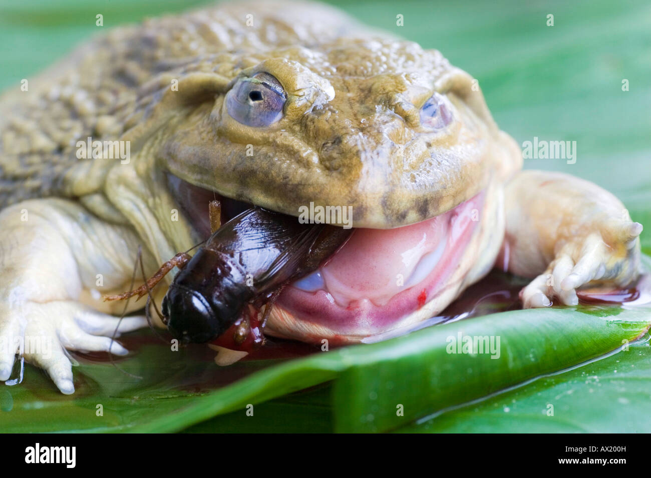Grenouille mangeant un insecte Banque de photographies et d’images à ...