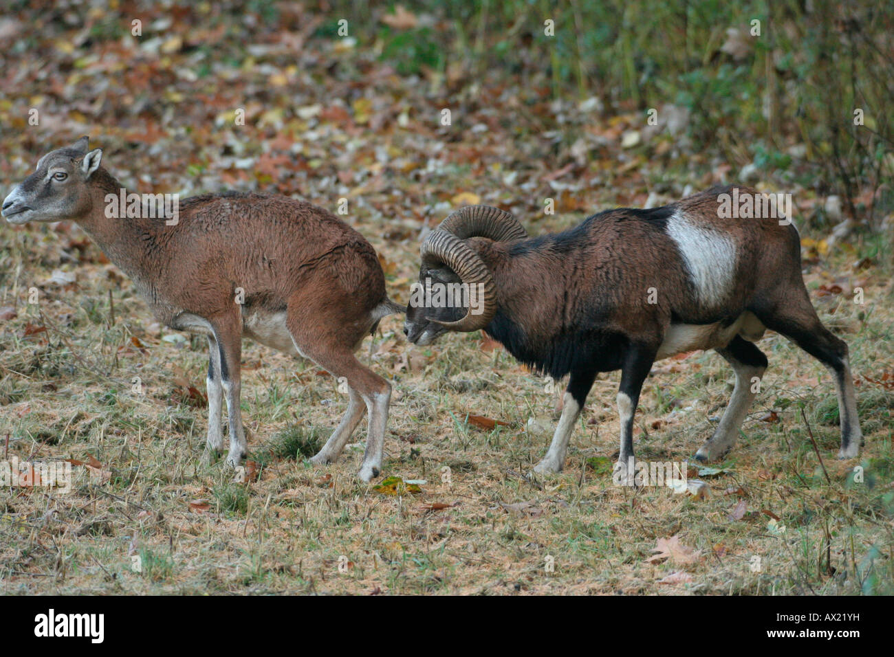 Mouflon accouplement Banque de photographies et d’images à haute ...