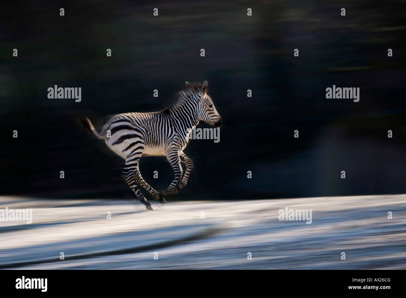 Zebra Running Speed Banque d'image et photos - Alamy
