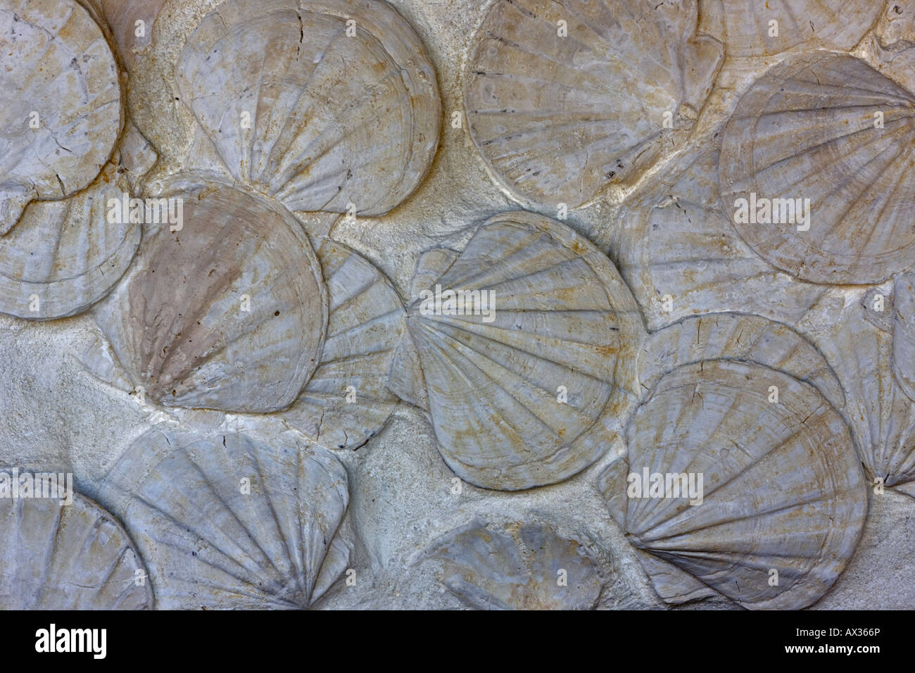 Pétoncles fossile - Sud de France - mollusques bivalves -genre Pecten ...